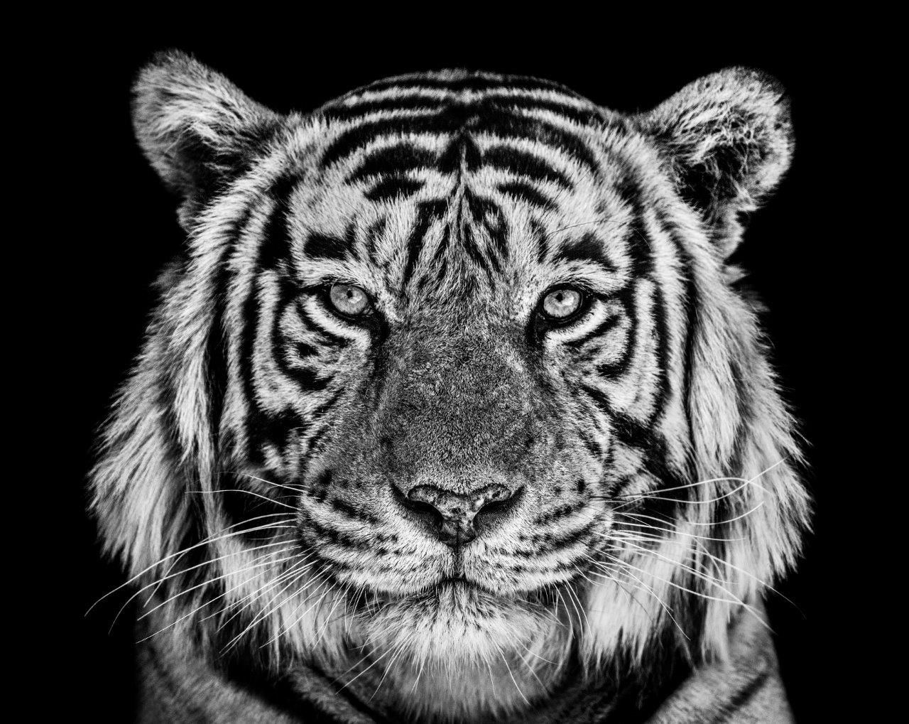 Wildlife fotograaf David Yarrow exposeert in Kunsthuis | City Guide